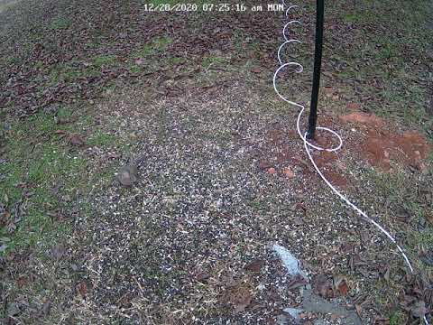 A very confused dove - YouTube