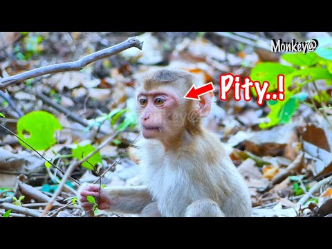 Pity boy..! So small eye, a little monkey SARO is bitten by Bees. - YouTube