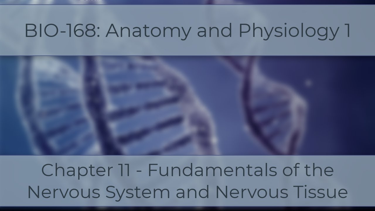 BIO-168 Chapter 11 - Fundamentals of the Nervous System and Nervous ...