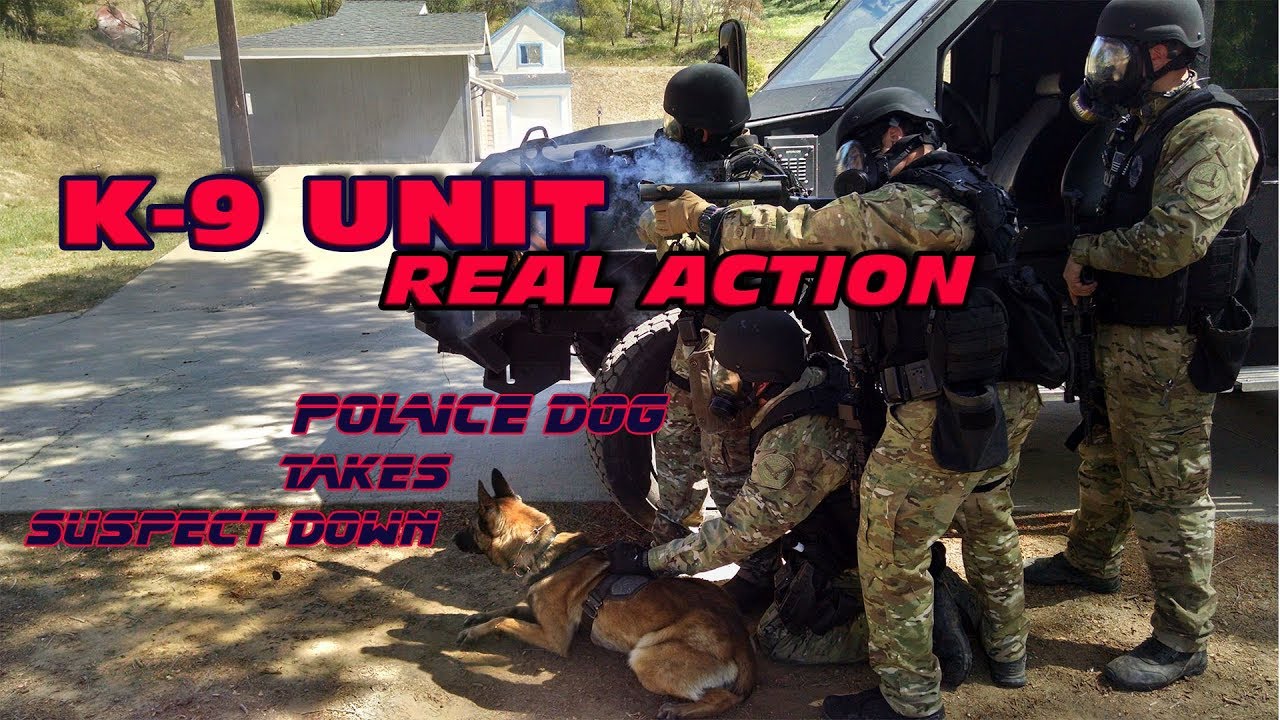 K-9 REAL ACTION | Police Dog Takes Suspect Down - YouTube