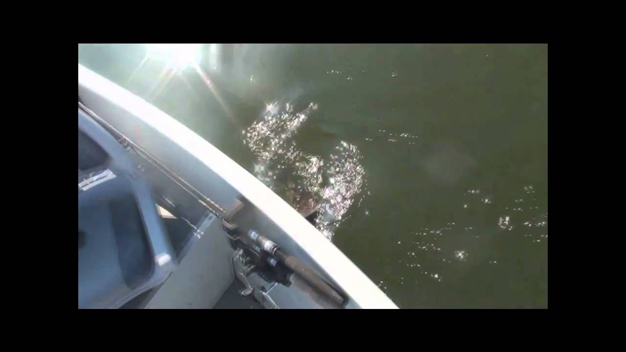 Carp Shooting in Washington wmv - YouTube