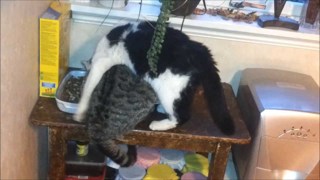 FUNNY CAT FAIL - YouTube