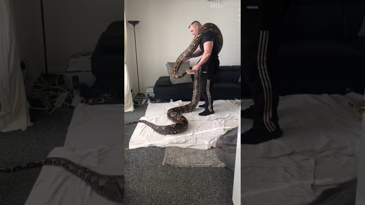 Huge female reticulated python - YouTube