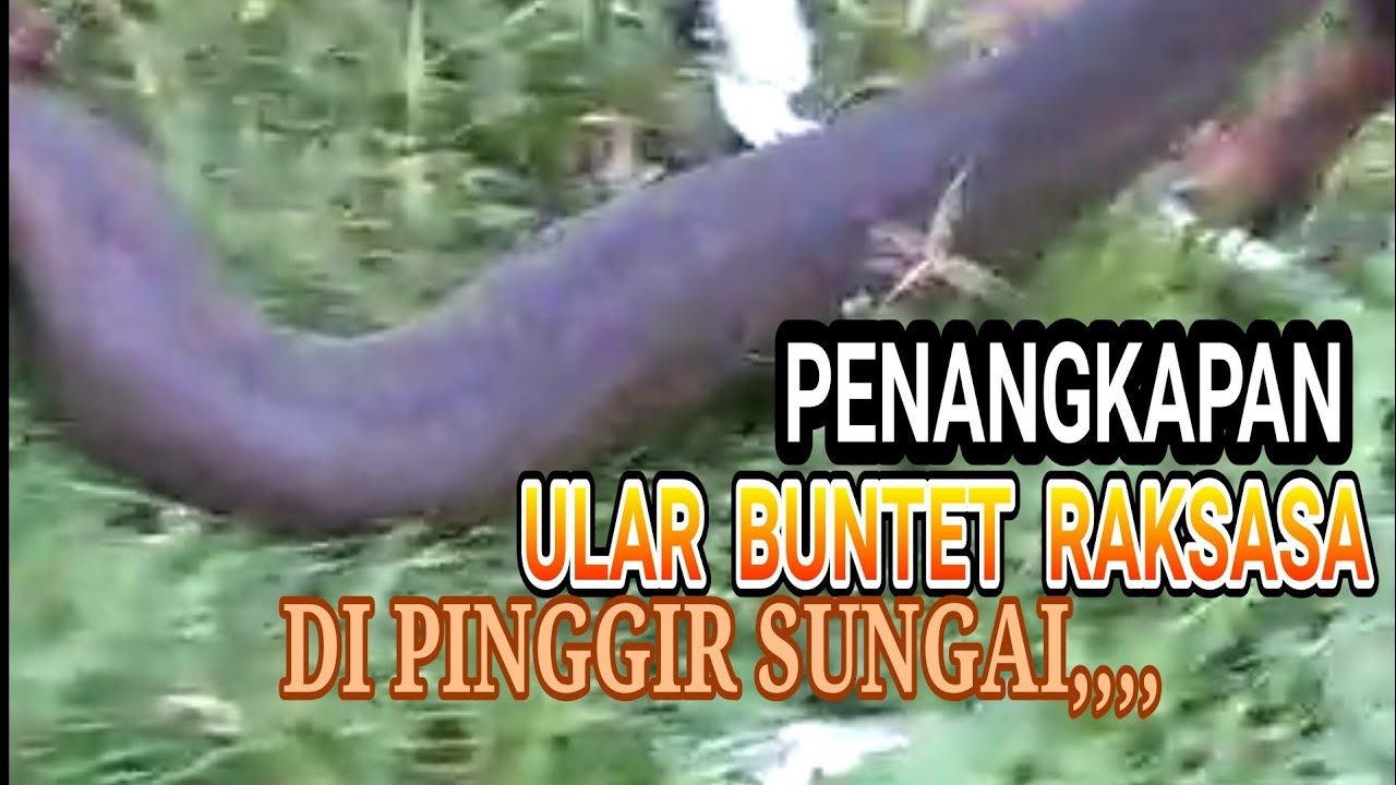 Penangkapan ular Buntet raksasa di pinggir sungai - YouTube