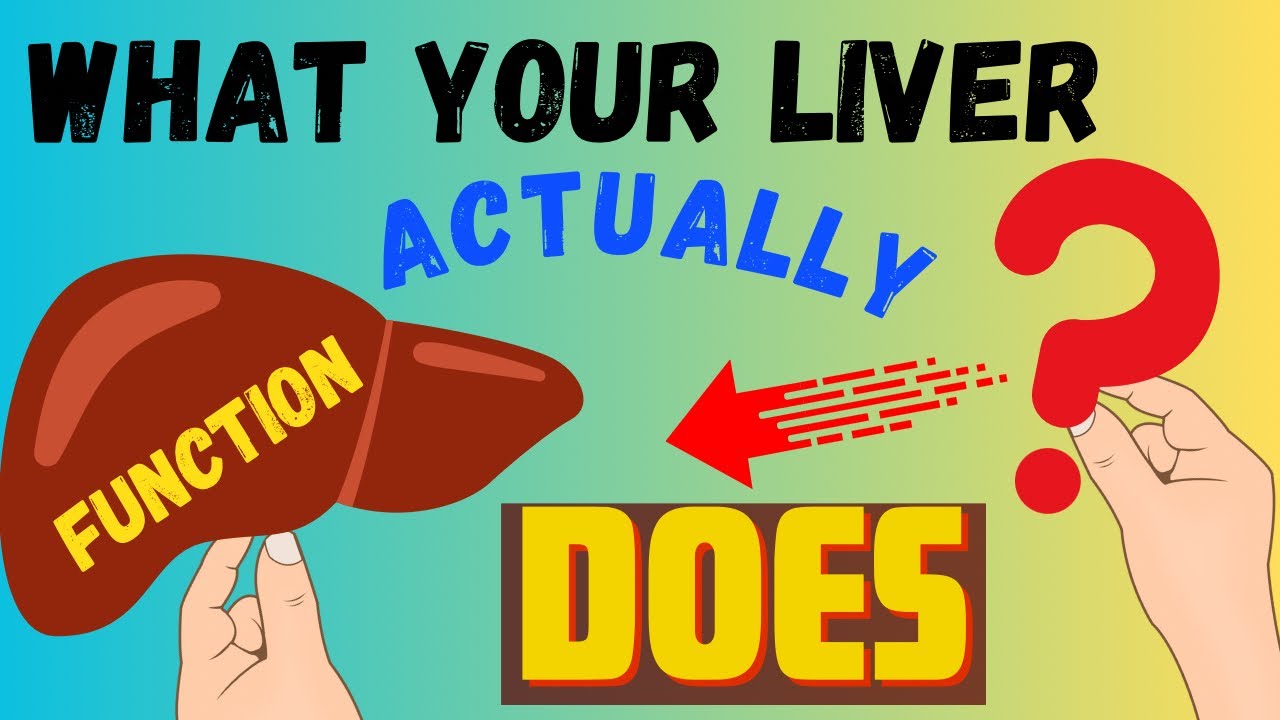 The Liver: How The Liver Functions | Your Liver’s Job | Enams Bliss ...