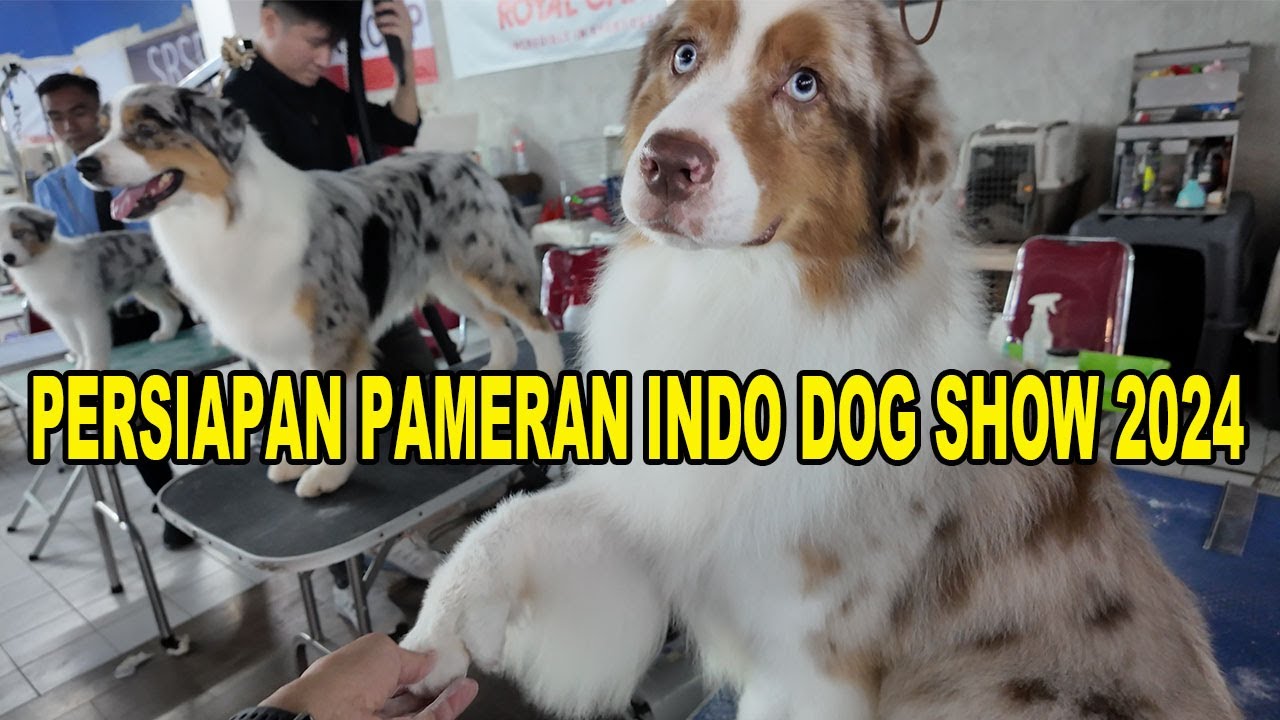 Persiapan Pameran Indo Dog Show 2024 - PLUIT VILLAGE JAKARTA UTARA ...