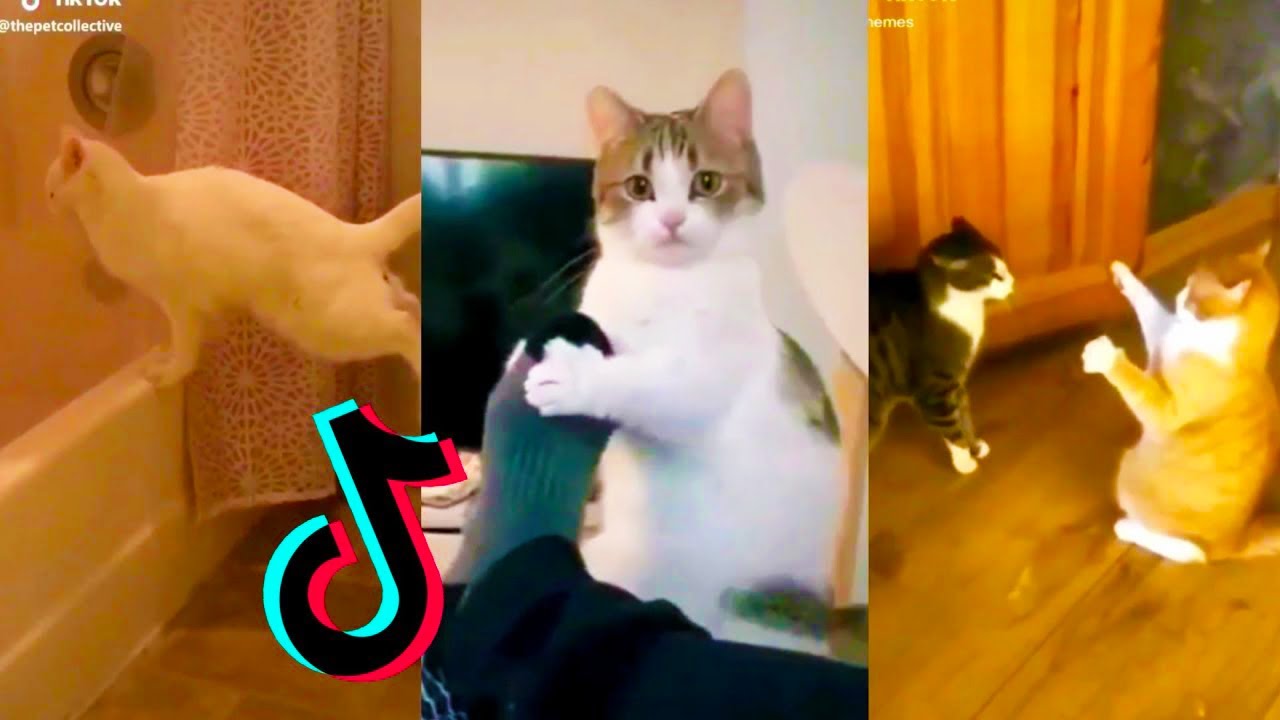 TIK TOK CATS BEING CATS 😼CAT TIK TOKS COMPILATION - Funny Cat Videos ...