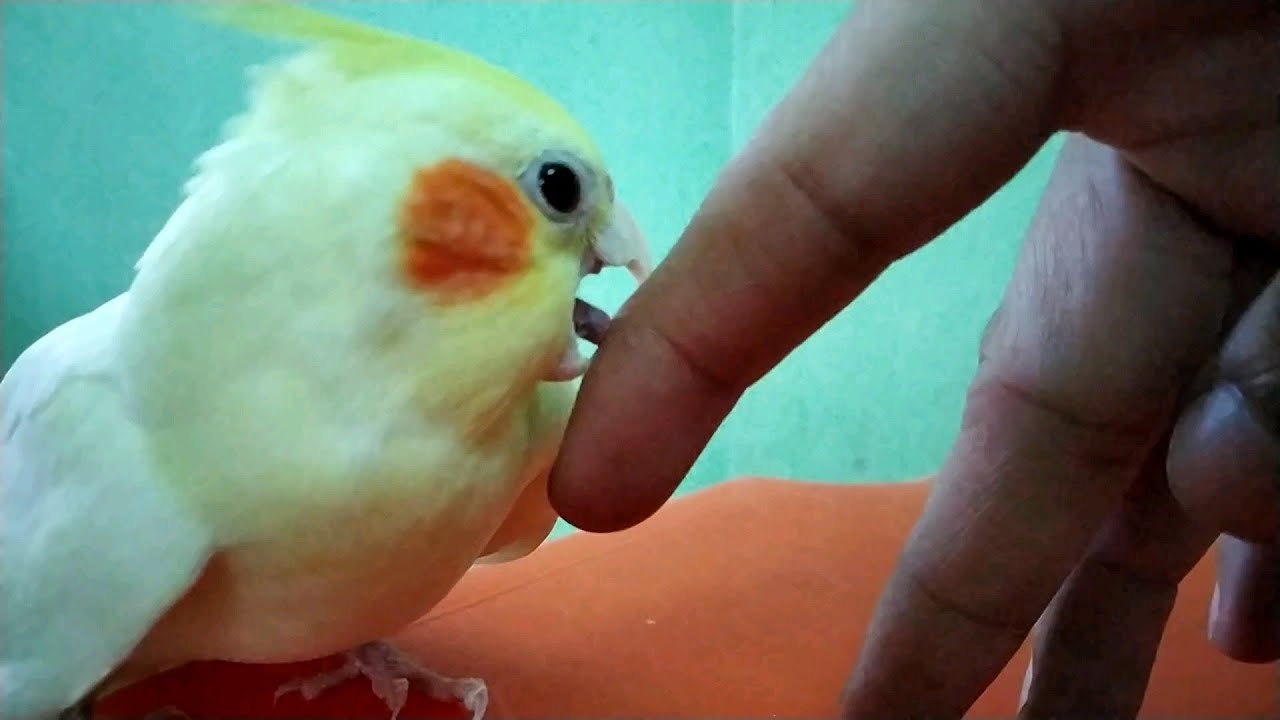 Birds feel Finger as a Foe or a Friend? #ParrotWorld - YouTube