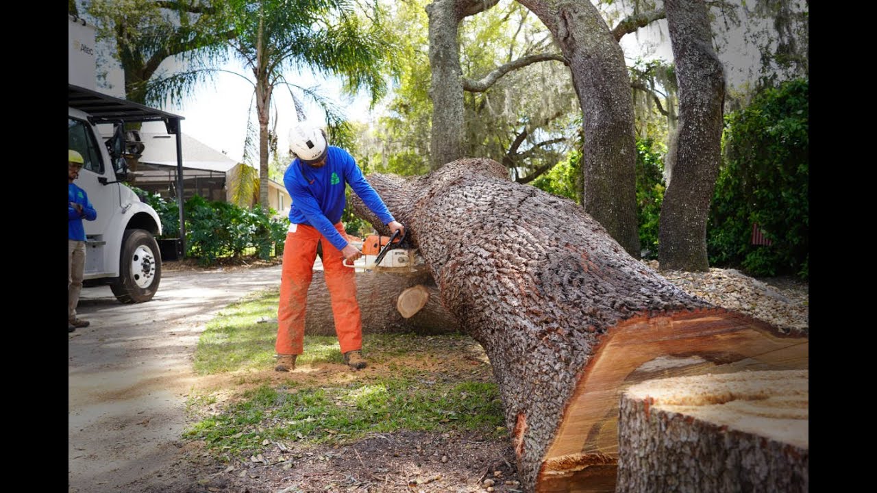 Large Oak Tree Removal in Ocoee, Fl - YouTube