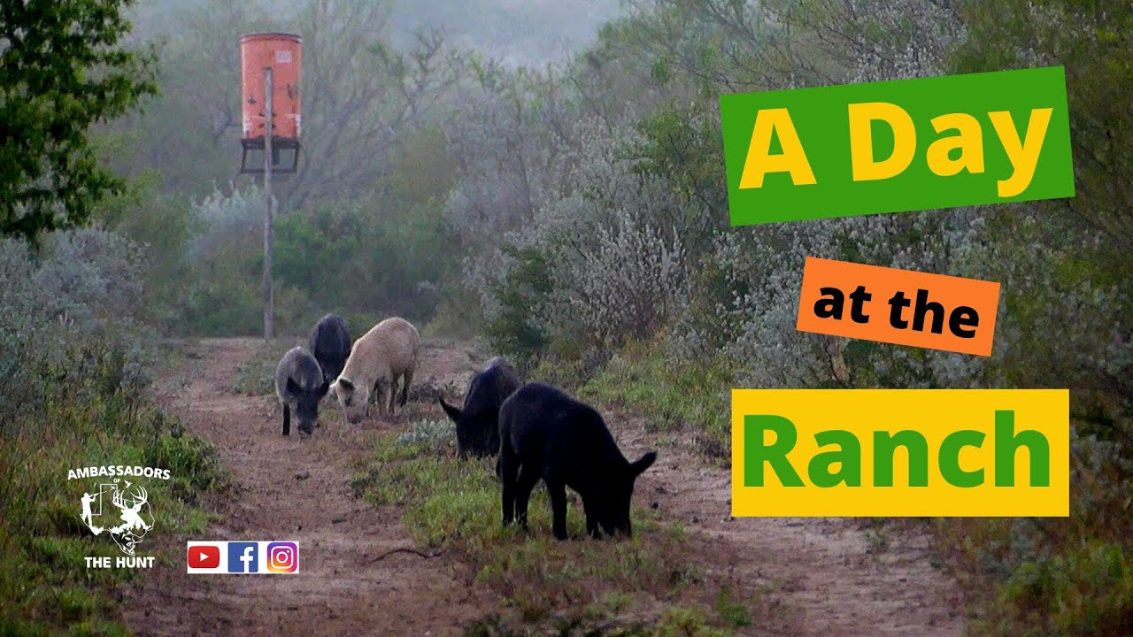 A Day at the Ranch - Starr County - YouTube