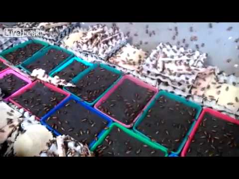 raising crickets - YouTube