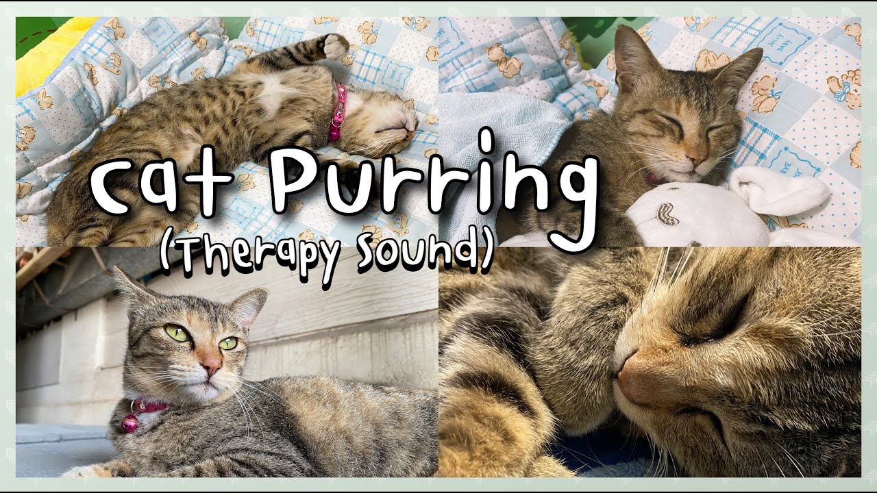[ASMR] Cat Purring Therapy Sound เสียงแมวแห่งความสุข~ ☁ PimPossible ...