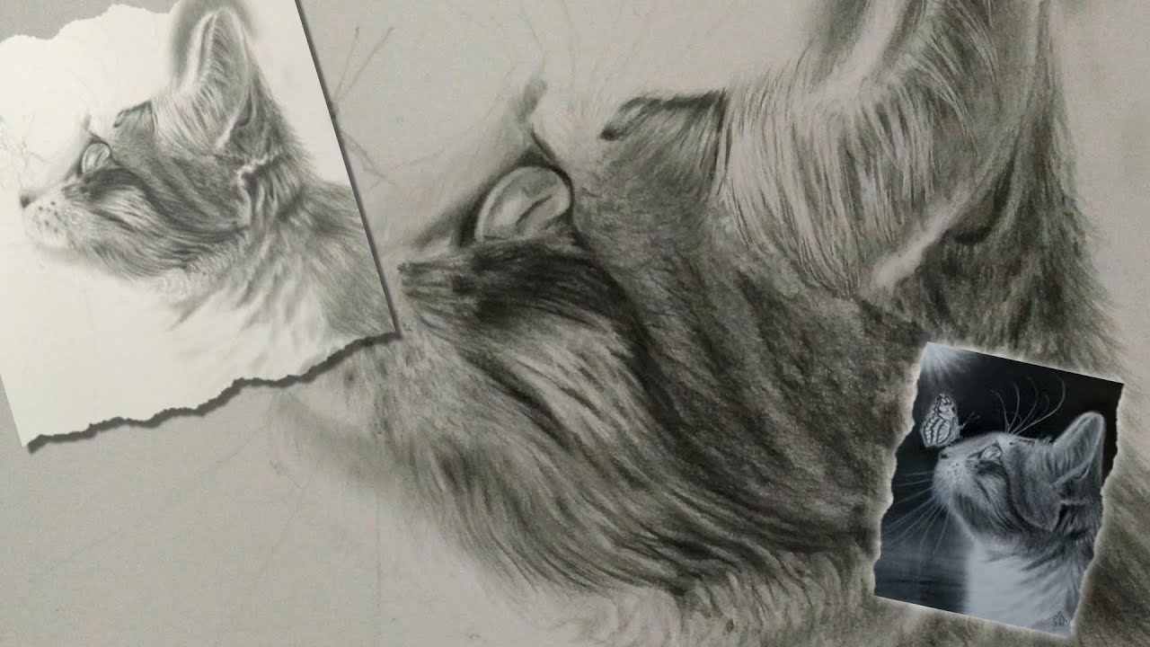 Drawing realistic Cat Fur with Graphite Pencils Speed Drawing - YouTube