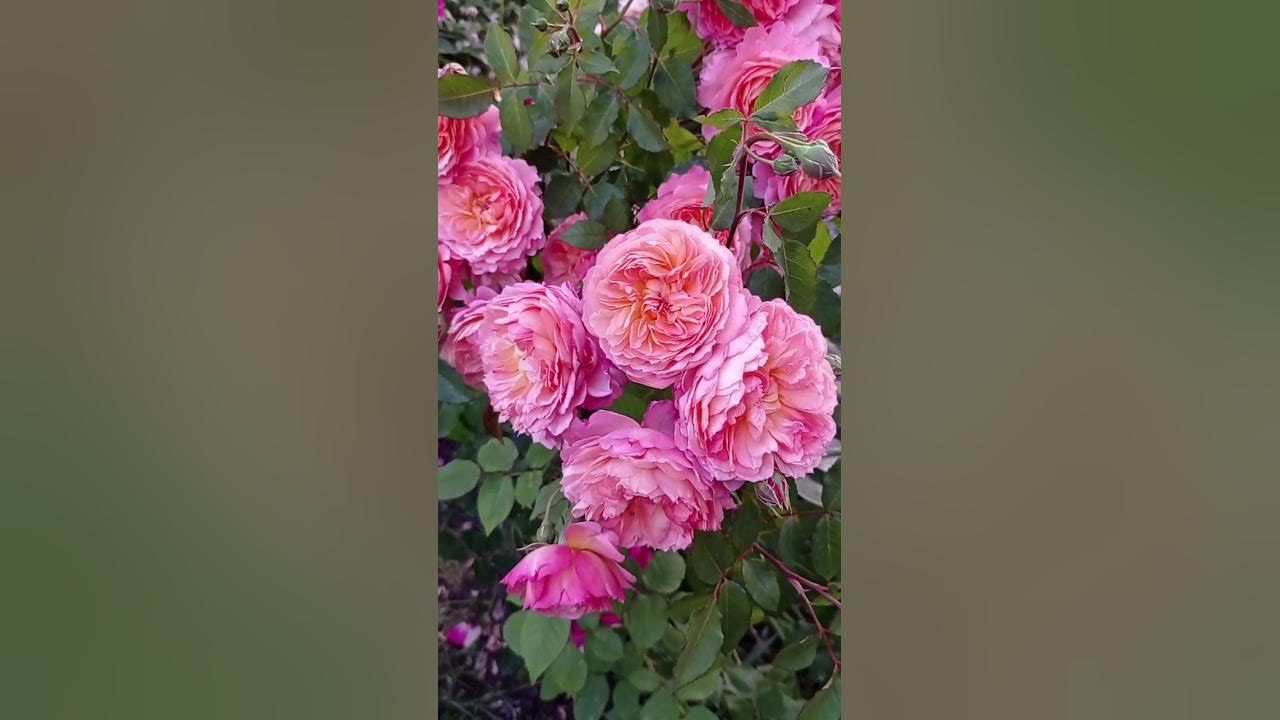 🌹Изумительно красивая роза Роз де Жерберуа.Massad.🌹 ️🏡 Всё о розе -ниже ...