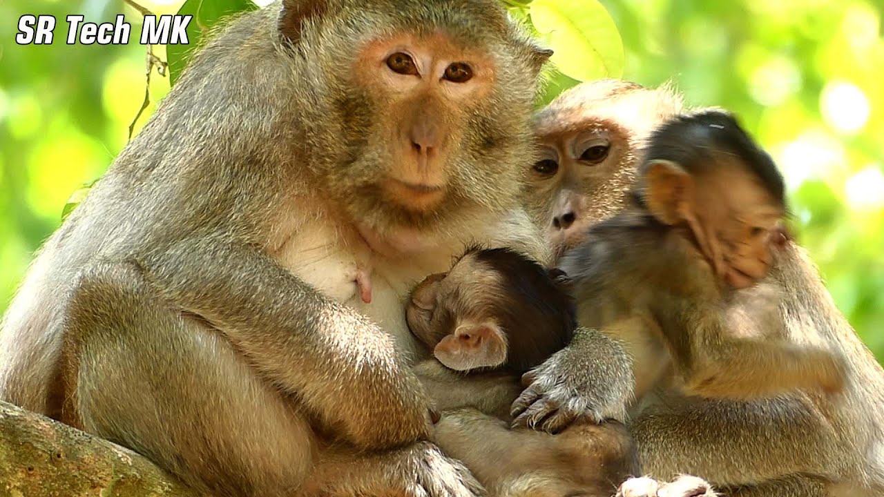 Marvellous ! Mom Gladis br-eastfeeding her little Gio with sleeps ...