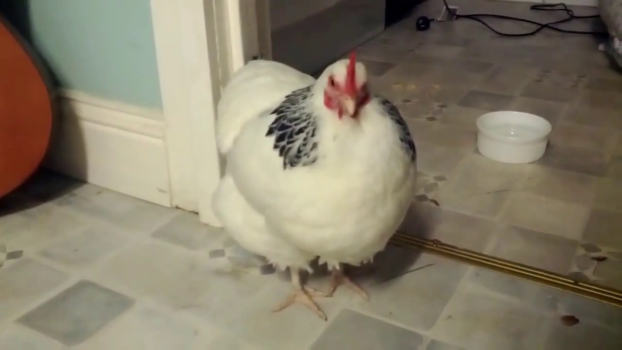 SNEEZING CHICKEN (EARRAPE) - YouTube