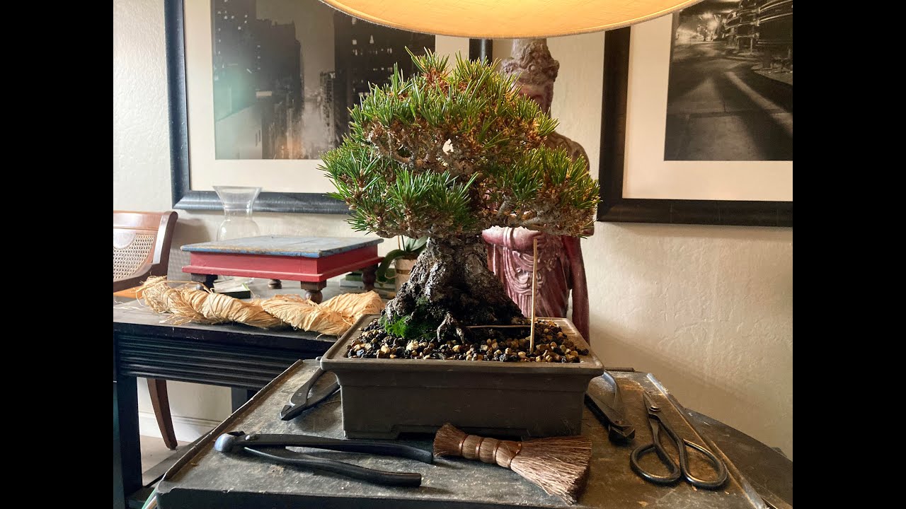 Patricia O'Connor, The Bonsai Balcony: I increase the backlighting on ...
