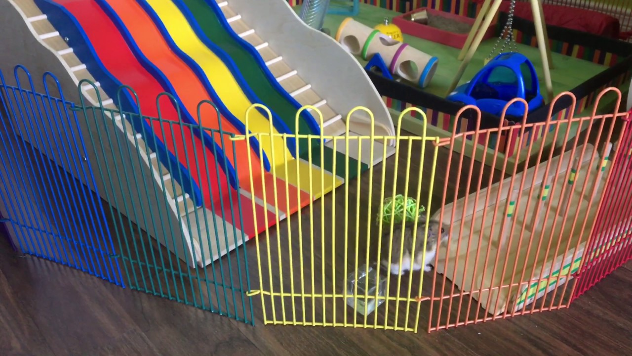 Taco Taco running laps with treat - YouTube