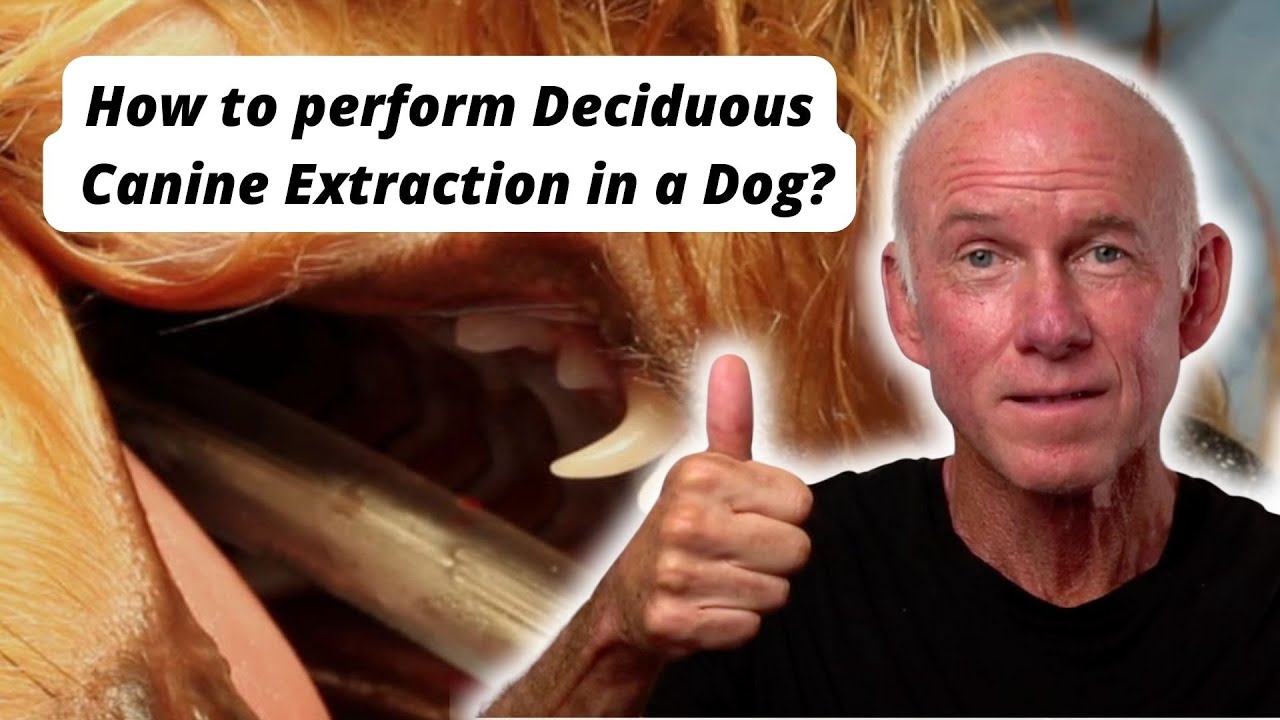 How to perform a Deciduous Canine Extraction in a dog? - YouTube