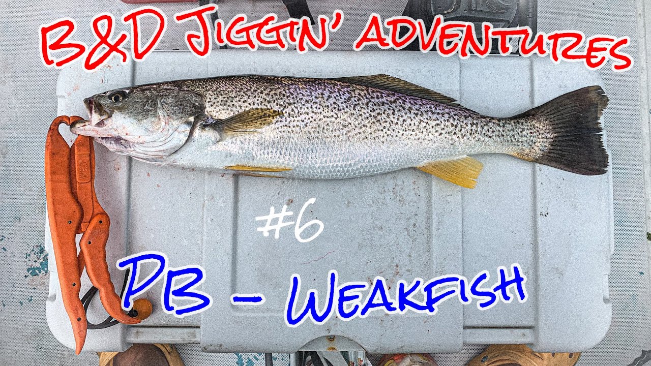 PB Weakfish on a bucktail- Long Island Sound Fishing - YouTube