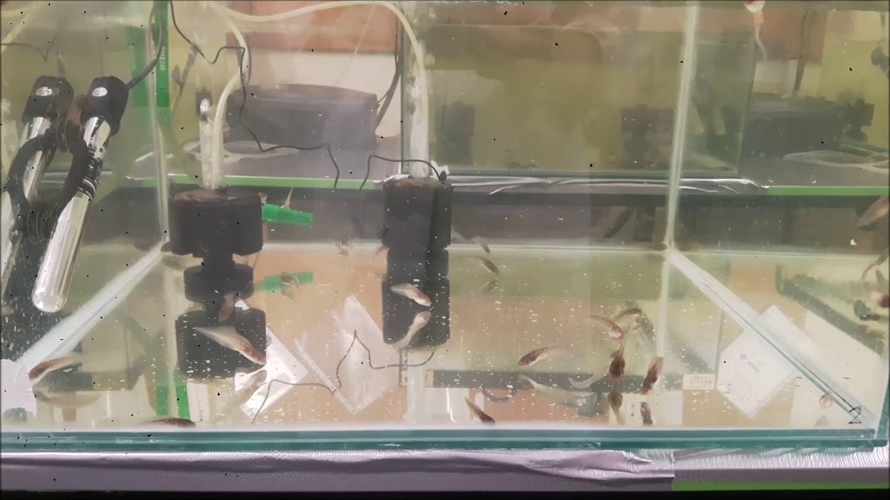Pool frog head-starting project - YouTube