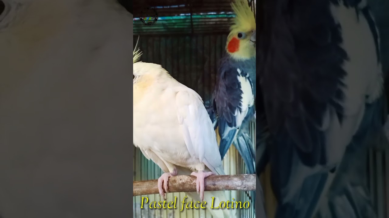 Pastel Cockatiel