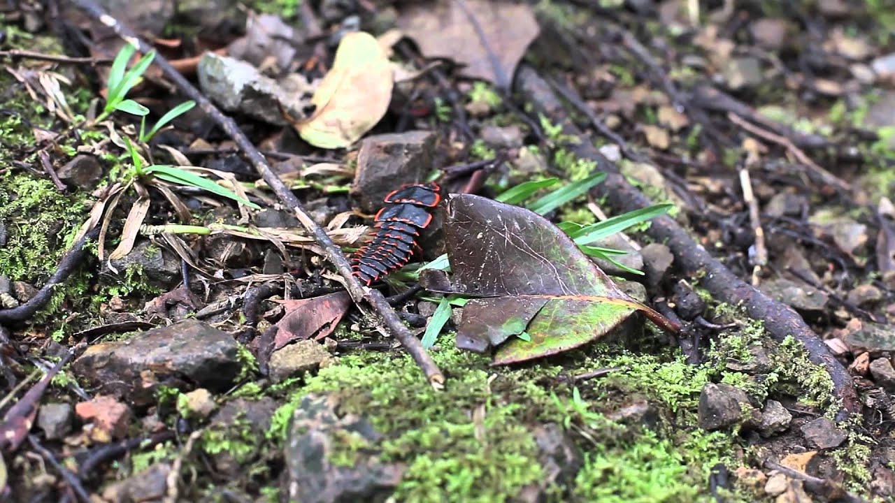Trilobite Beetle Larva Mount Kinabalu, Sabah, Malaysia - YouTube