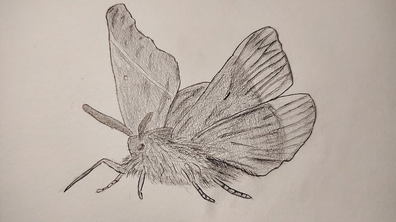 Drawing A Moth HOUR 158/10K - YouTube