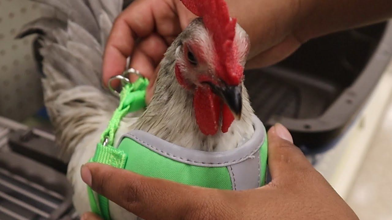 Trying out chicken leashes - YouTube