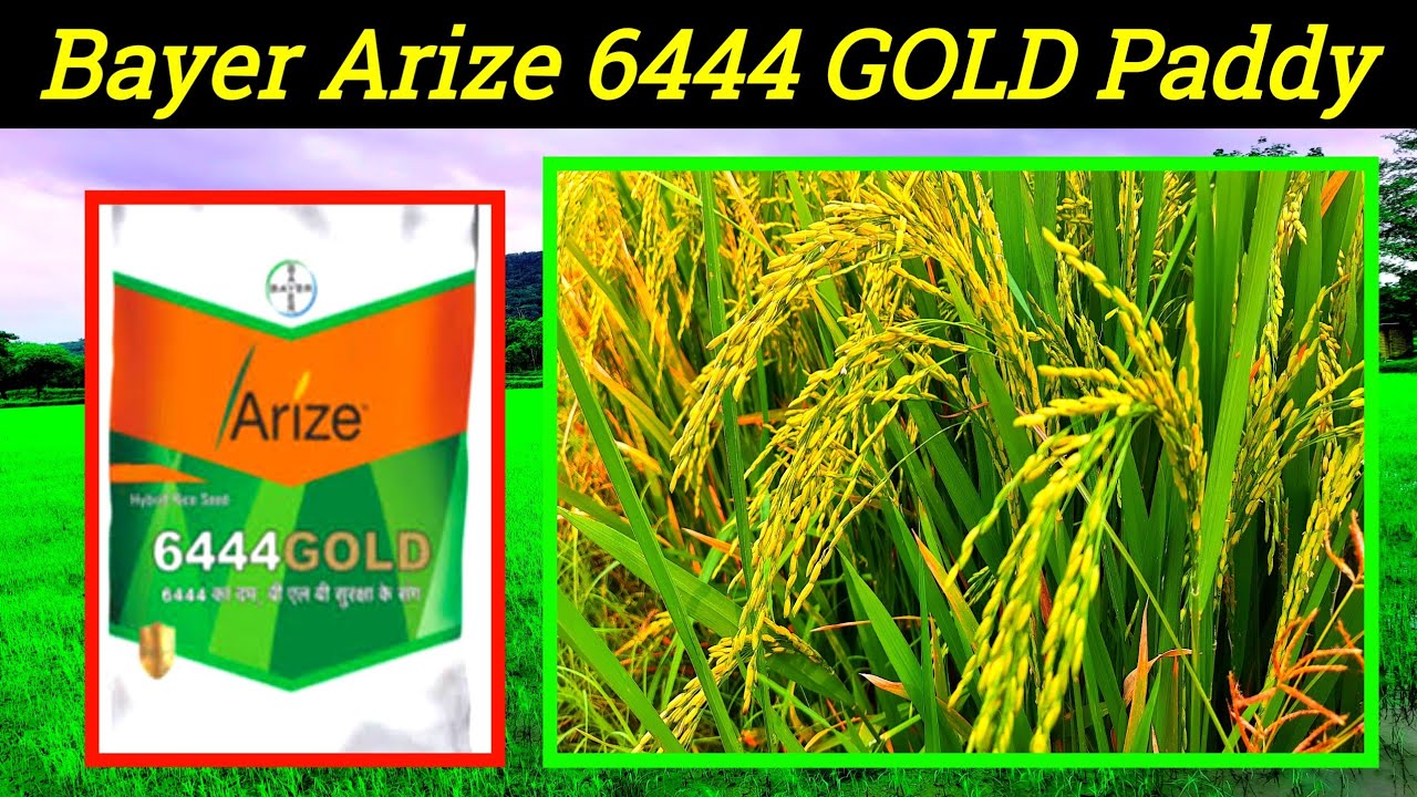 Arize 6444 gold | Arize 6444 gold full information|सबसे ज्यादा उत्पादन ...