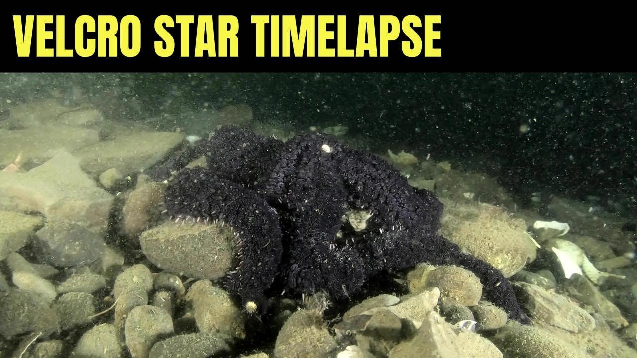 Velcro Star | Salish Sea Marine Wildlife | Timelapse - YouTube