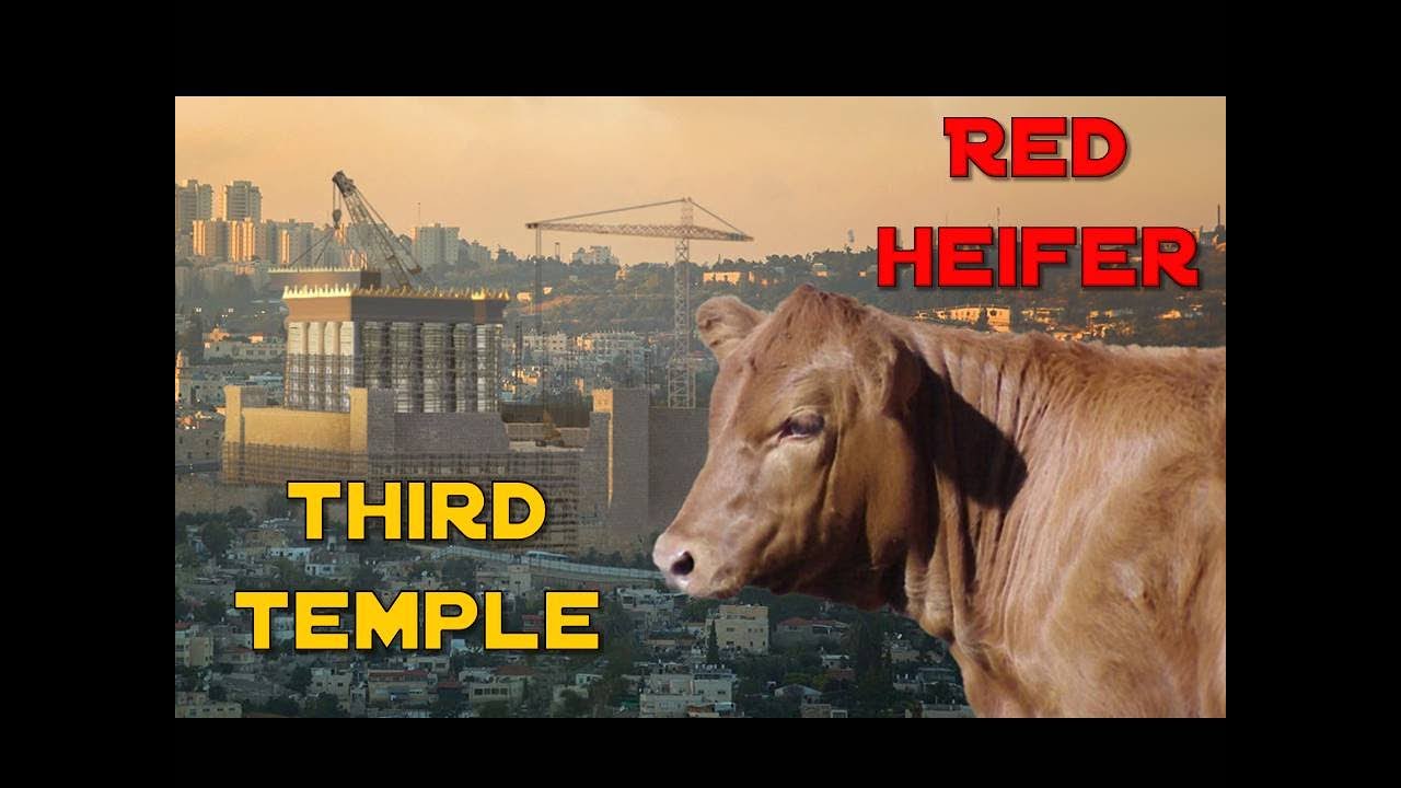 This is HUGE! Red Heifer UPDATE...Third Temple Will Soon Be Rebuilt ...