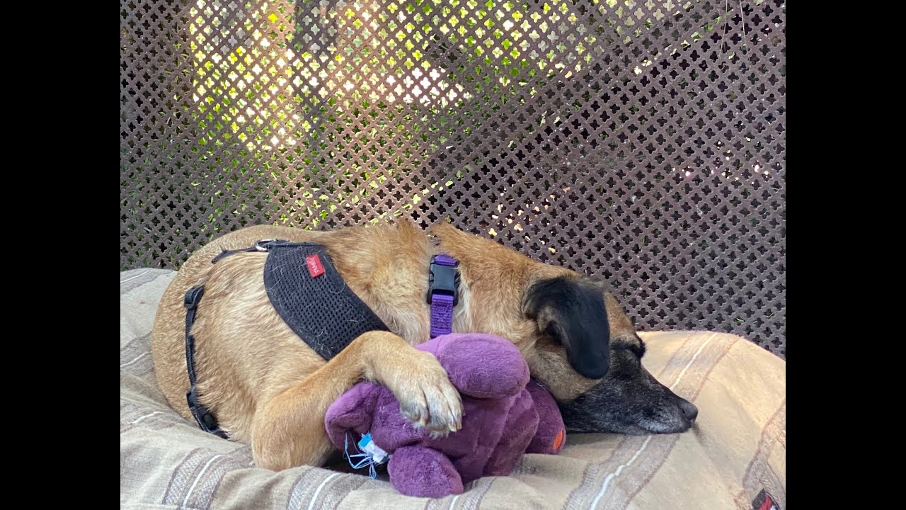 Jay Dog Used to be Feral - YouTube