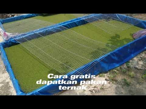 Budidaya Azolla : cara dapatkan pakan ternak gratis - YouTube