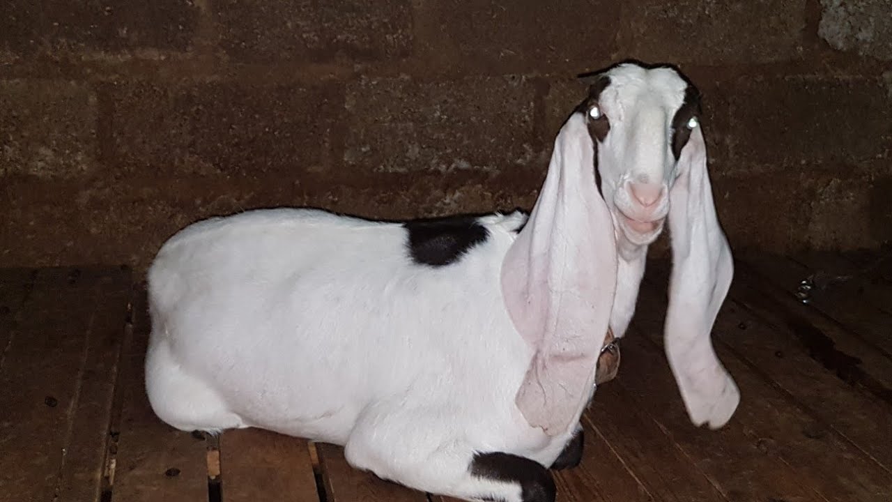 Bangalore Goats | Bantam, Bannur And Hyderabadi. - YouTube