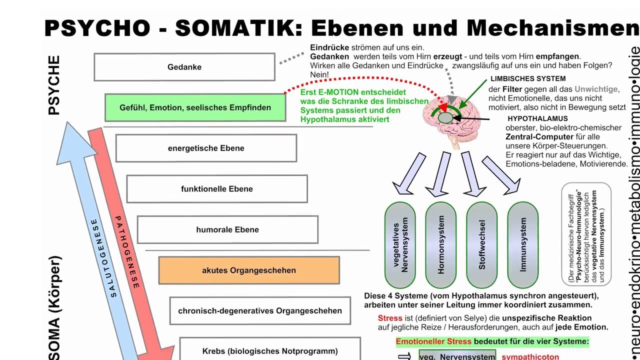 Psychosomatik & Psychoneuroimmunologie - YouTube