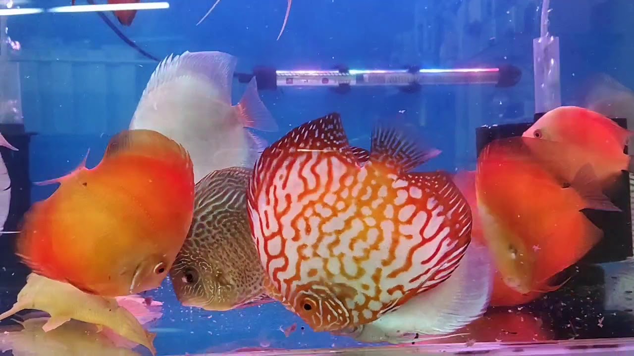 Imported quality Discus Fish at RM Aquatics, Andheri (W), Mumbai - YouTube