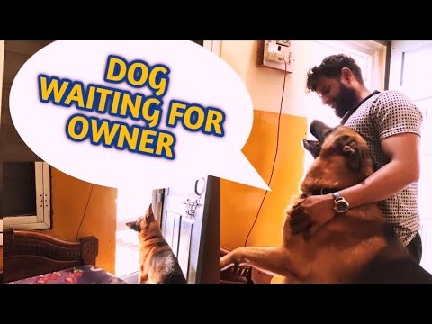 DOG WAITING FOR OWNER |Dog Emotional Video | Dog lover| German shepherd ...