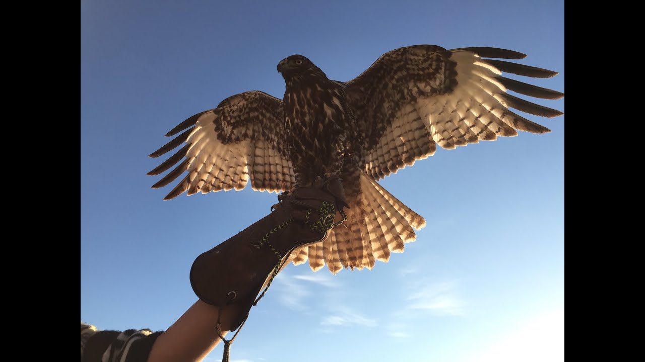 Red Tailed Hawk Falconry