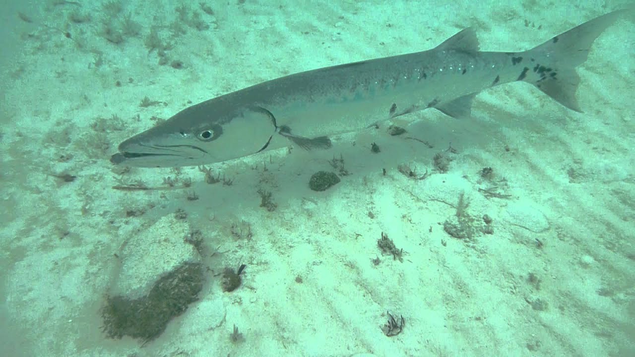 Barracuda at Castaway Cay - YouTube