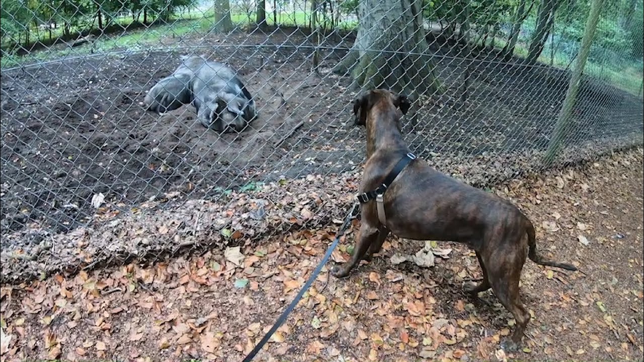 Boxer Dogs Meet Pigs! - YouTube