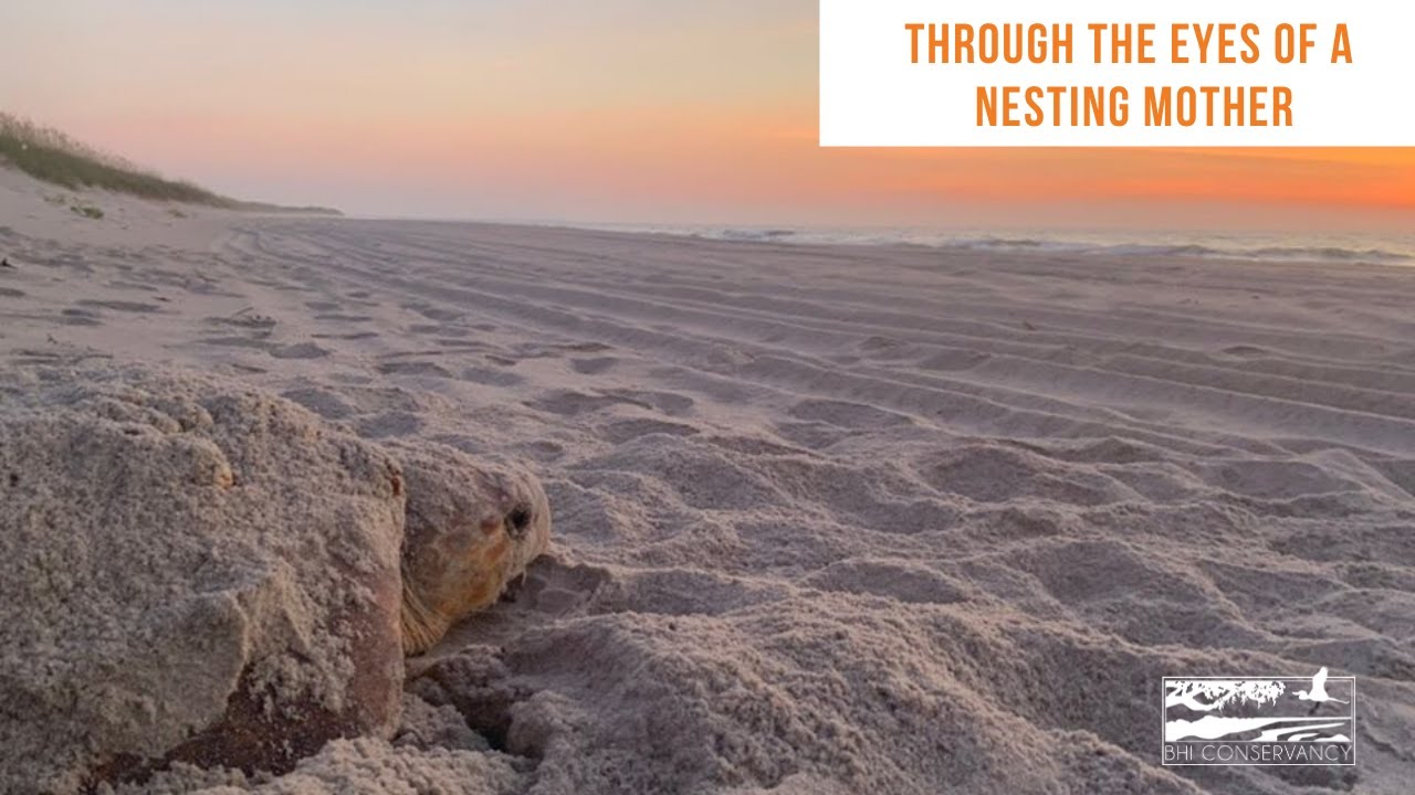 Through the Eyes of a Nesting Mother - YouTube
