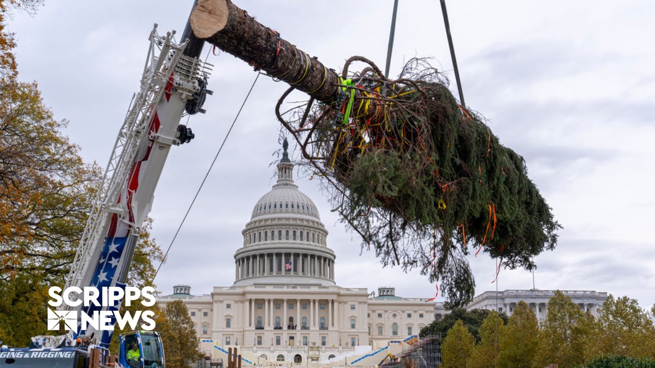 Christmas tree from Alaska arrives at the US Capitol - YouTube