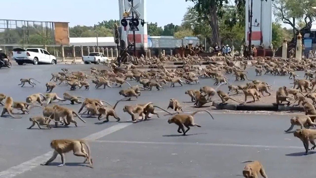 Monkey Swarm Invades And Takes Over City | Monkey Gang Wars In Thailand ...