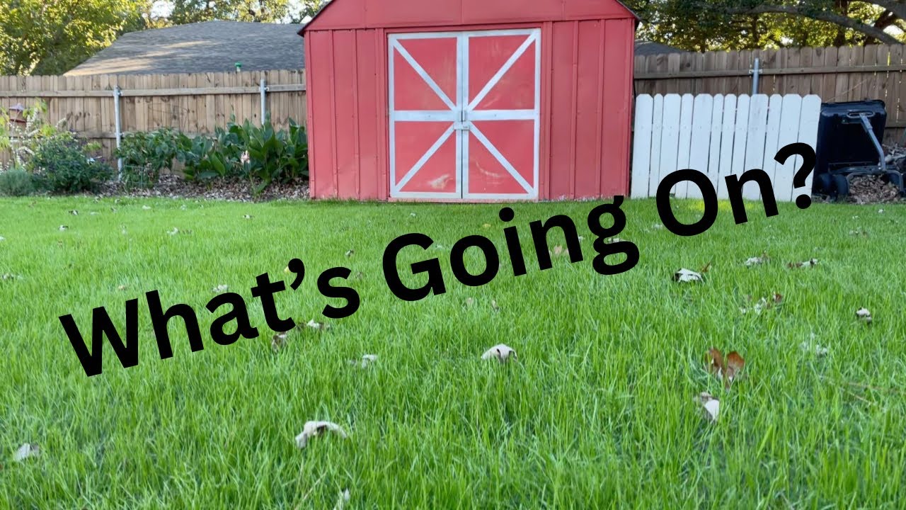 My Barenbrug Pantera V Annual Ryegrass Maybe Finished Early / I Hope ...