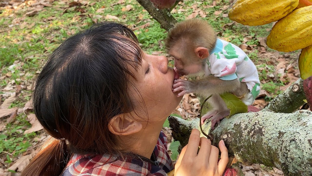 Baby monkey ZIM fell in love with cocoa the first time she tried it ...