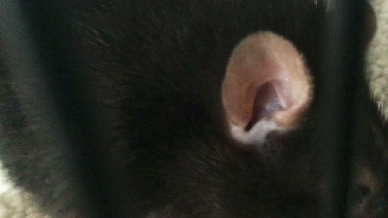 Rat having a sniff - YouTube
