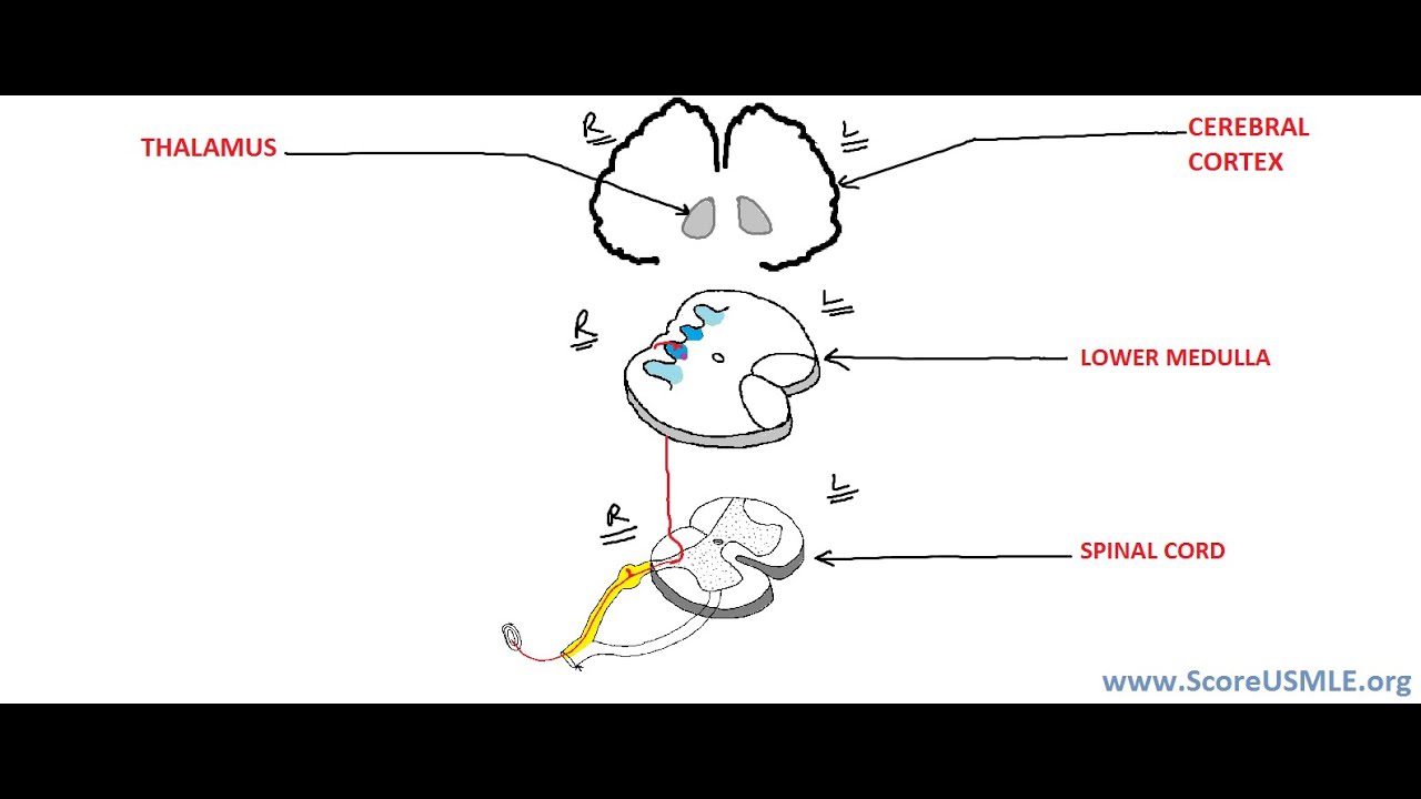 Spinal Pathways MADE SUPER EASY-2 - YouTube