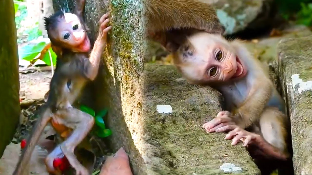 The baby monkey fell down the crevice and cried loudly. The mother ...
