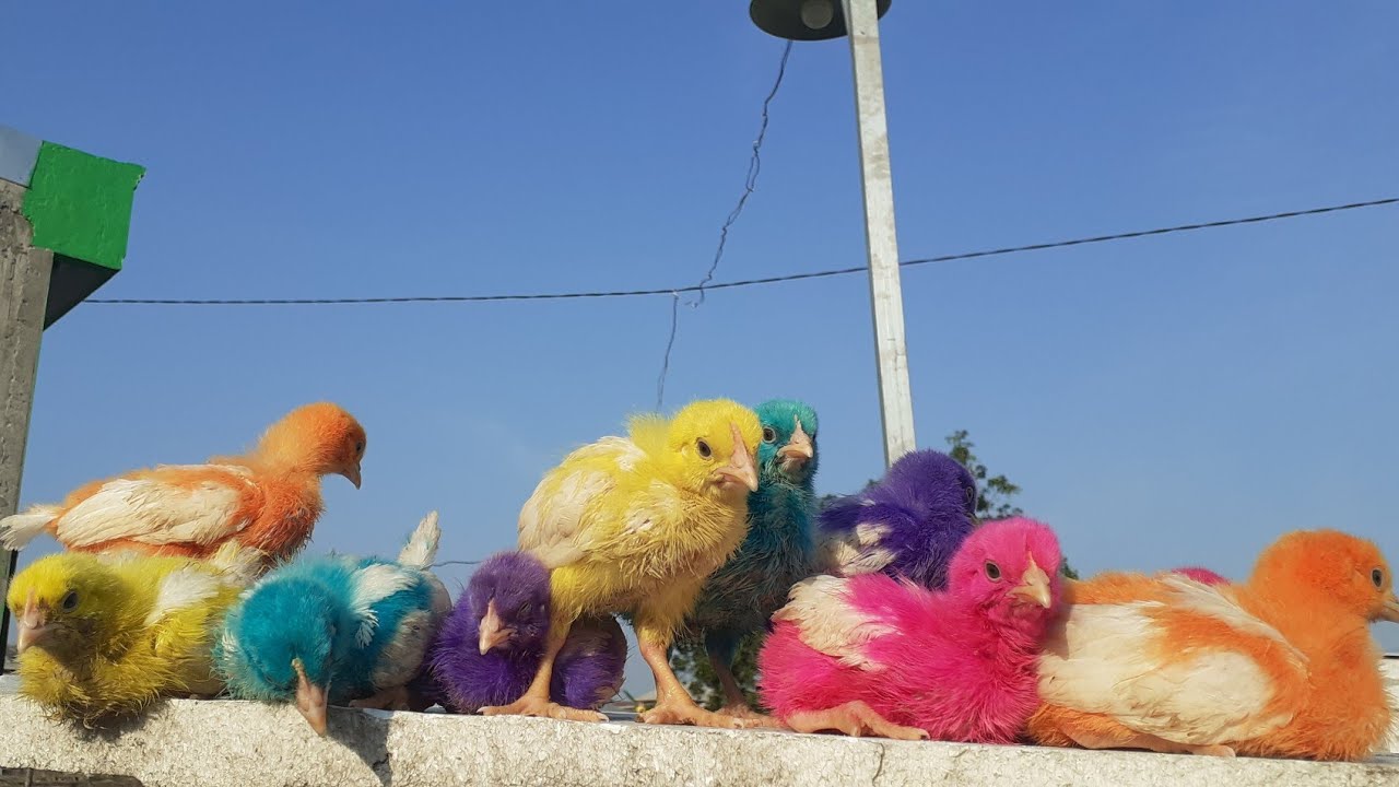 Serunya Menangkap Ayam Lucu Warna Warni, Ayam Rainbow, Bebek,Singa ...